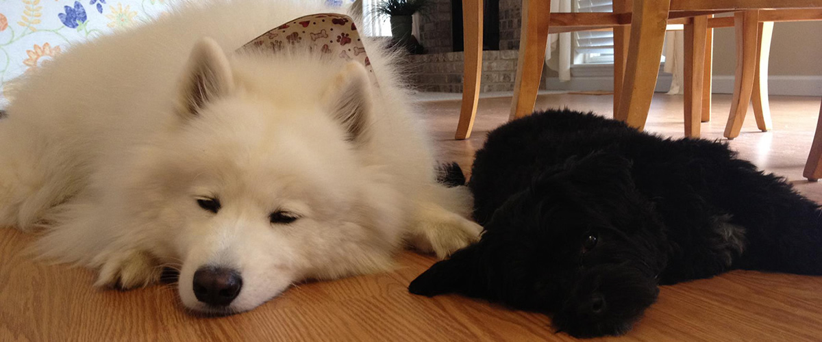 St. Louis Samoyed Rescue